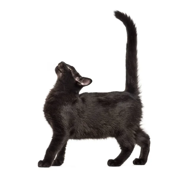 Black Cat Walking Away