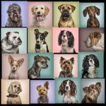 Collage of 36 dog heads Stock Photo by ©lifeonwhite 10903571