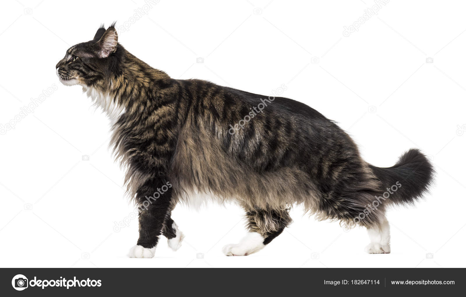 Maine coon cat walking against white background — Stock Photo ...