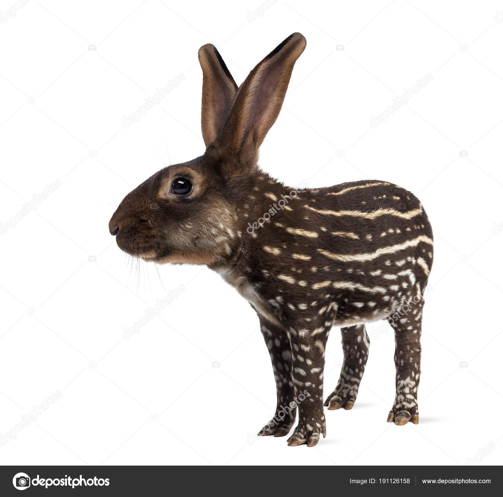 Belgian Hare Rabbit