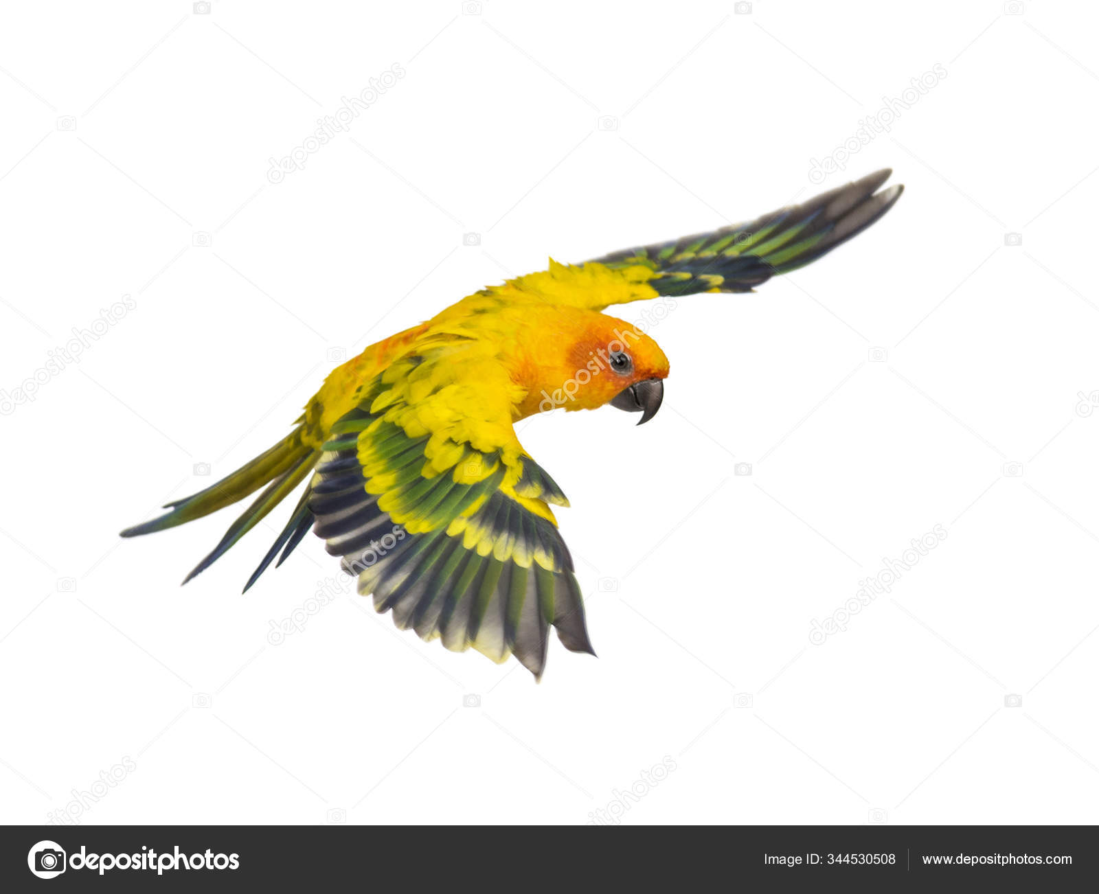 Sun Conure Parrot Flying