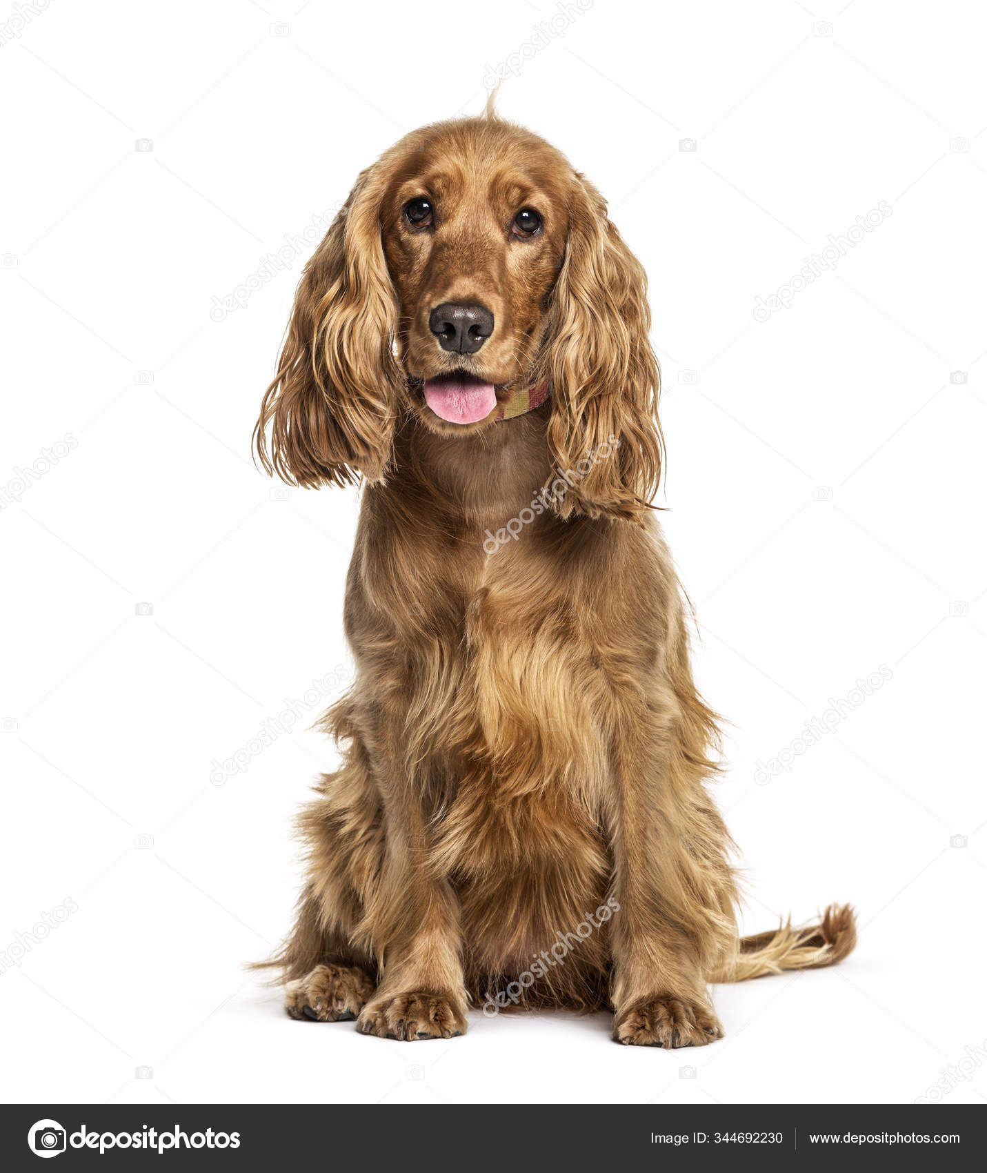 Panting English cocker spaniel sitting, isolated on white Stock Photo ...