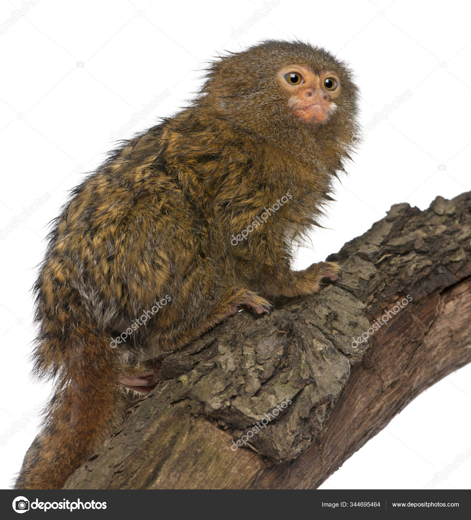 Albino Pygmy Marmoset Monkey