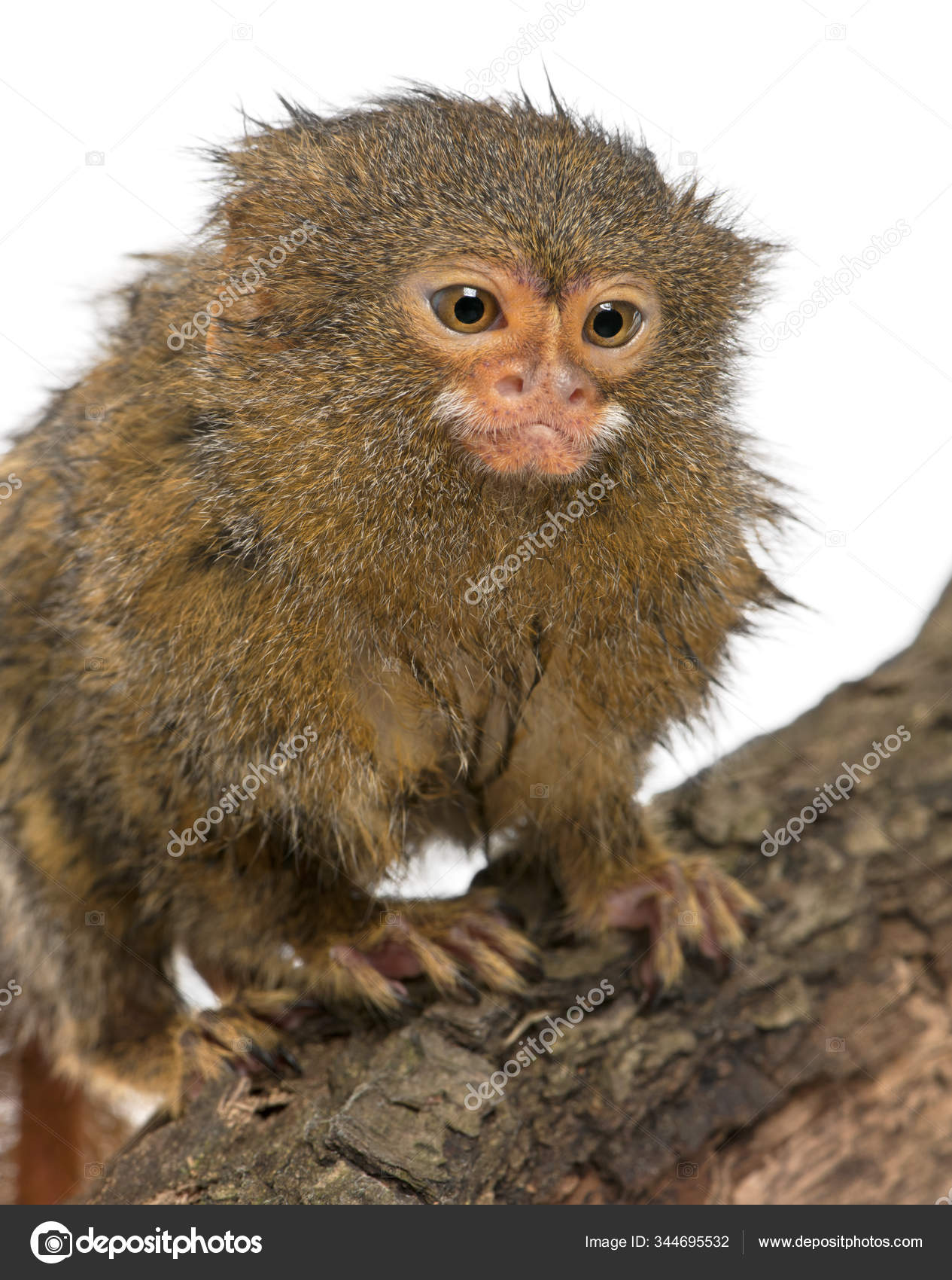 Pygmy Marmoset or Dwarf Monkey, Cebuella pygmaea, on log in fron ...