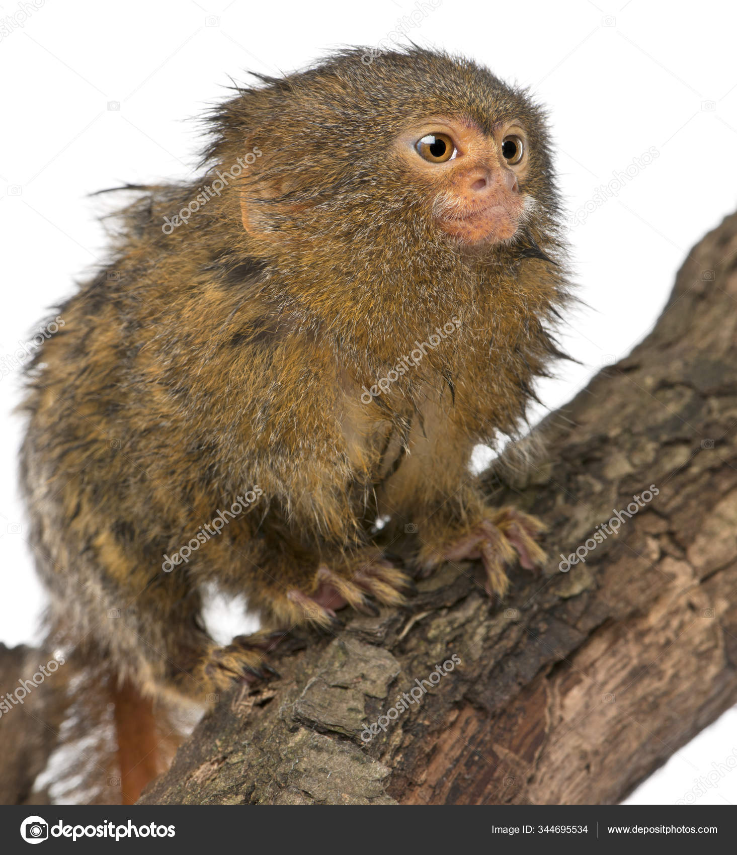 Albino Pygmy Marmoset Monkey