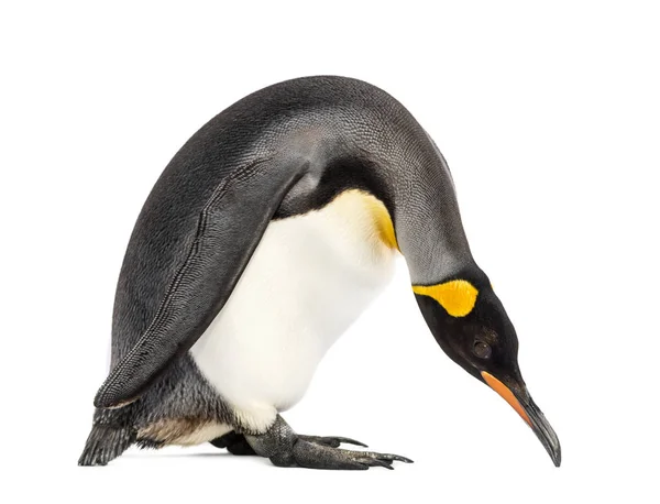 Penguin white background Stock Photos, Royalty Free Penguin white ...