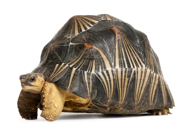 Radiated tortoise Stock Photos, Royalty Free Radiated tortoise Images ...