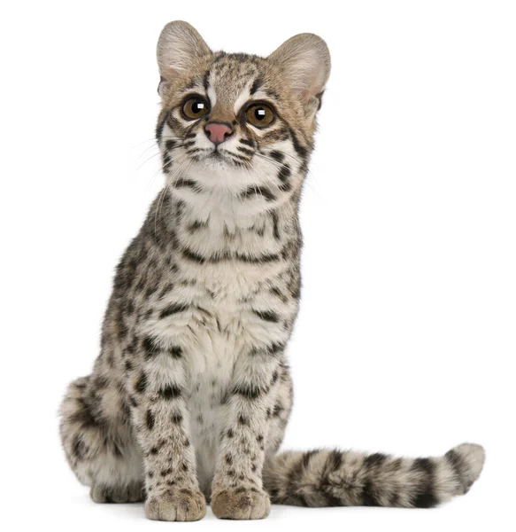 Oncilla Stock Photos, Royalty Free Oncilla Images | Depositphotos