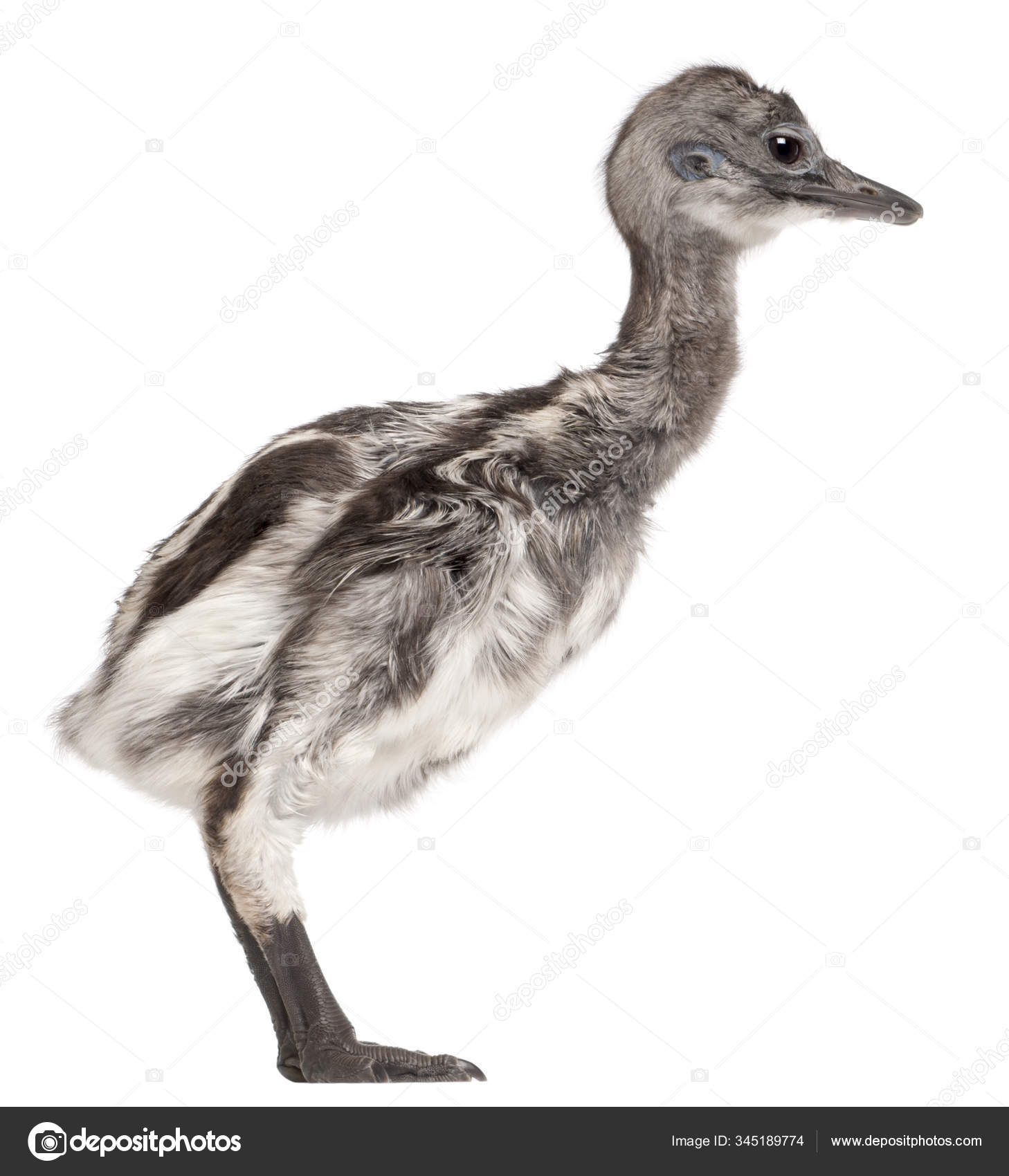 Darwin's Rhea, Rhea pennata, also known as the Lesser Rhea, 1 we Stock ...