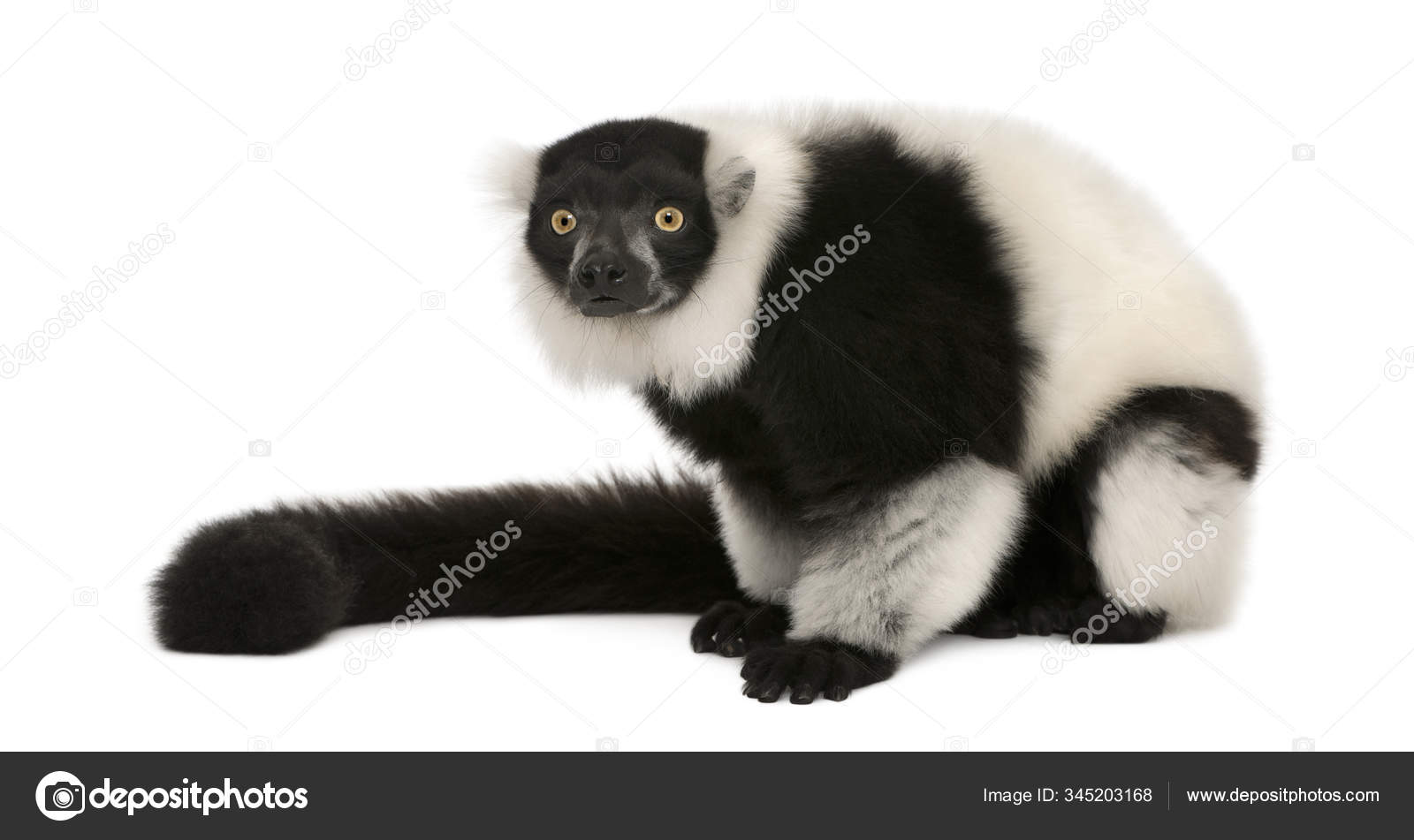 Black-and-white ruffed lemur, Varecia variegata, 24 years old, s ...
