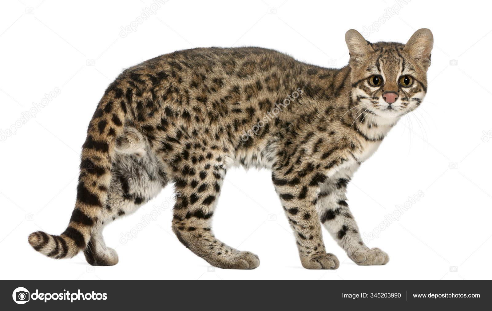 Oncilla, Leopardus tigrinus, 19 years old, in front of white bac ...