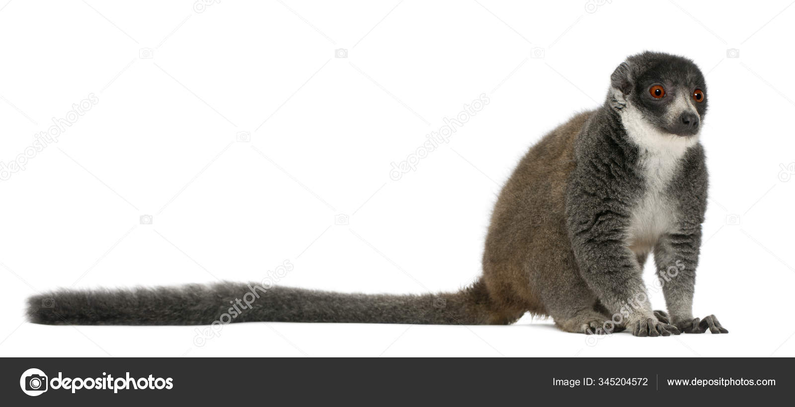 Female mongoose lemur, Eulemur mongoz, 24 years old, sitting in — Stock ...