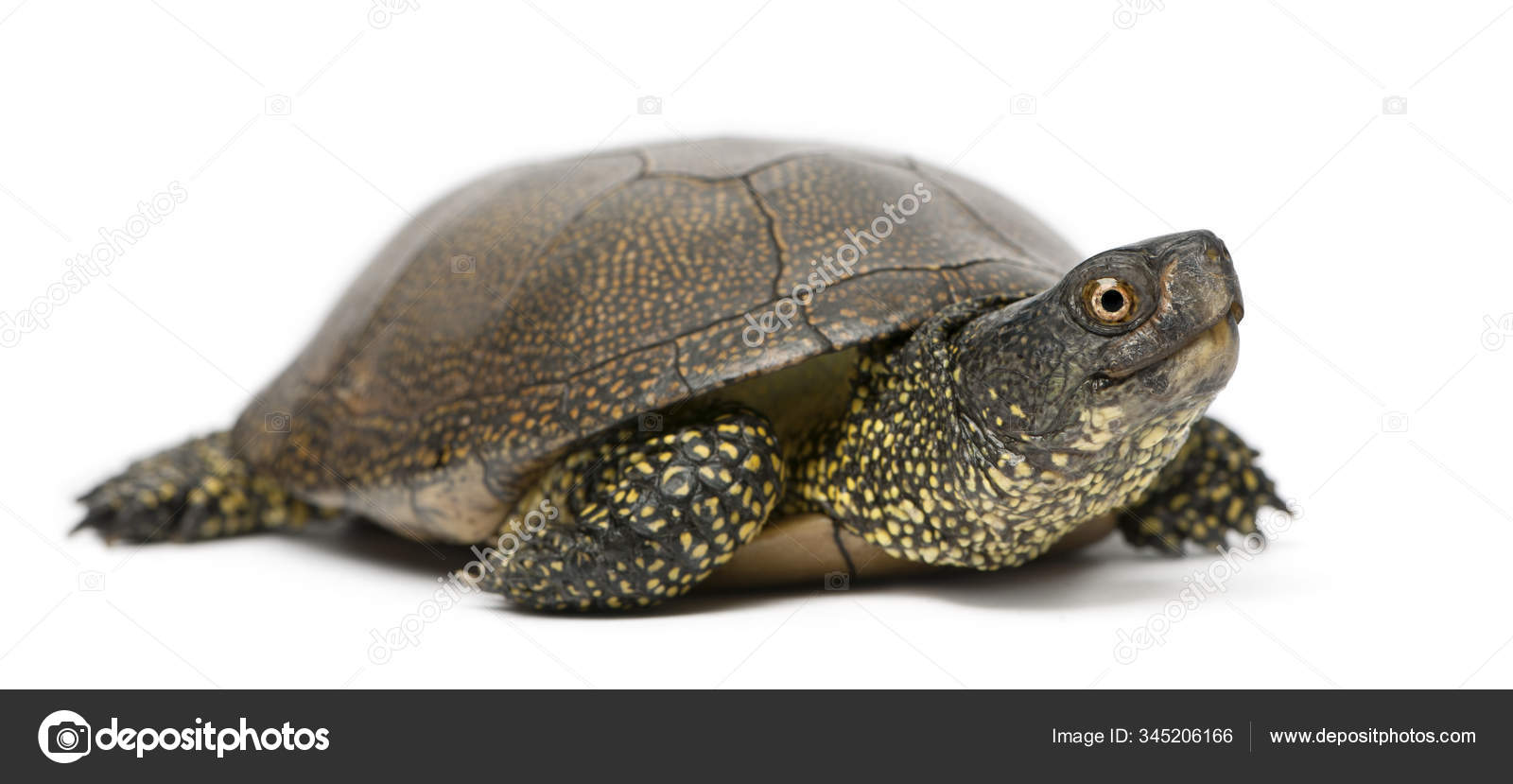 European pond turtle, Emys orbicularis, in front of white backgr ...