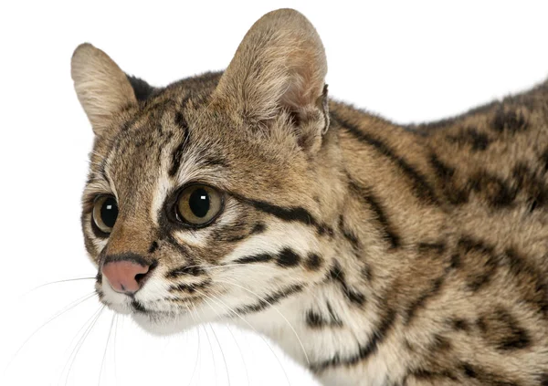 Oncilla Stock Photos, Royalty Free Oncilla Images | Depositphotos