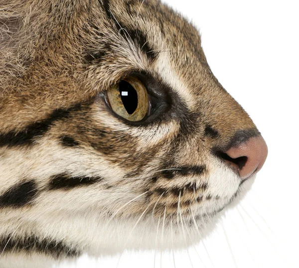 Oncilla Stock Photos, Royalty Free Oncilla Images | Depositphotos