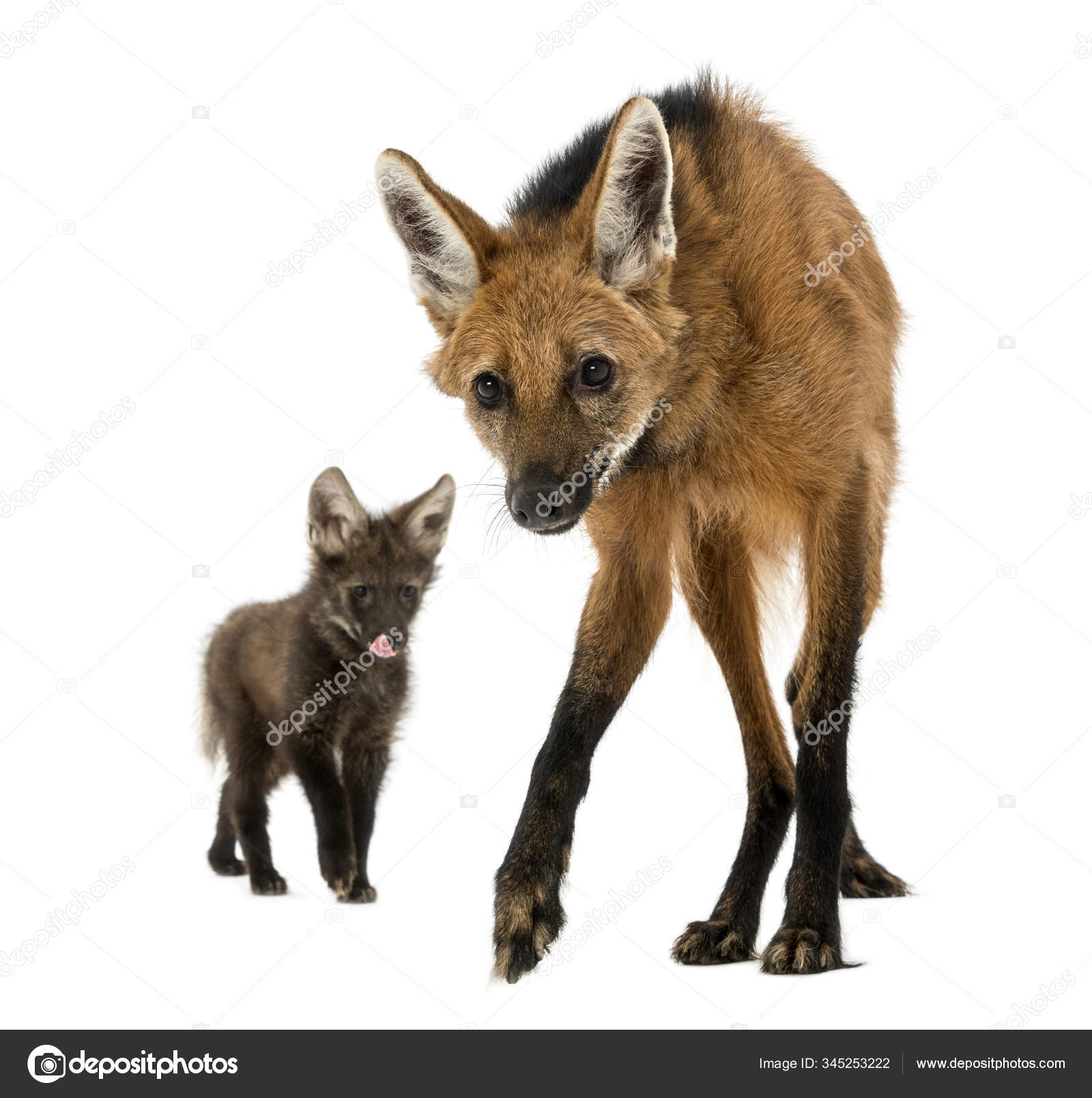 White Maned Wolf