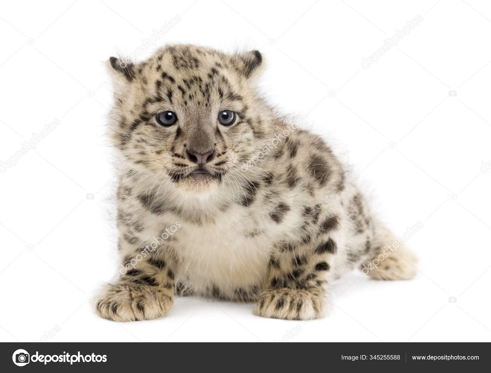 White Snow Leopard Cubs