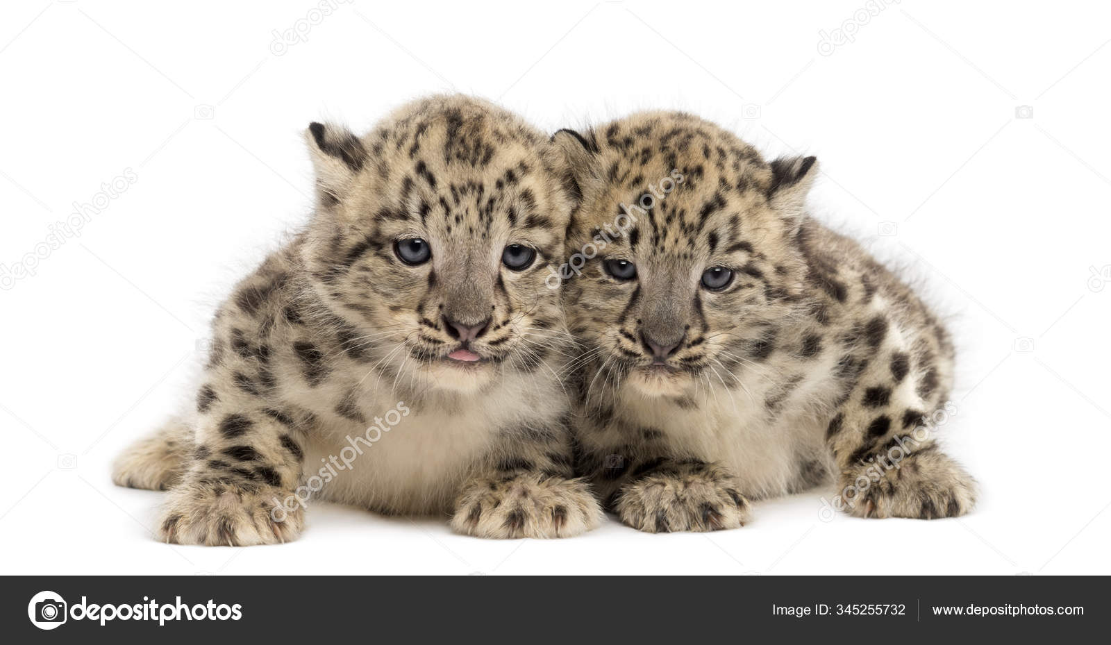 White Leopard Cubs