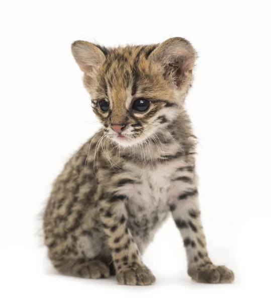 Oncilla Stock Photos, Royalty Free Oncilla Images | Depositphotos