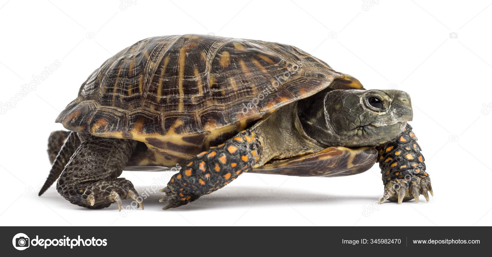 Box Turtle White Background