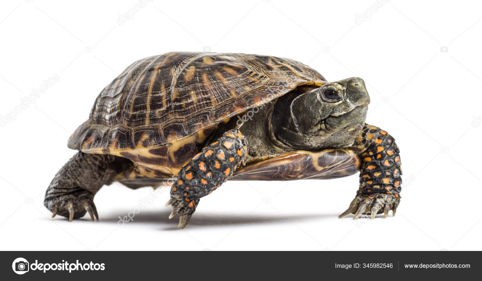 Box Turtle White Background
