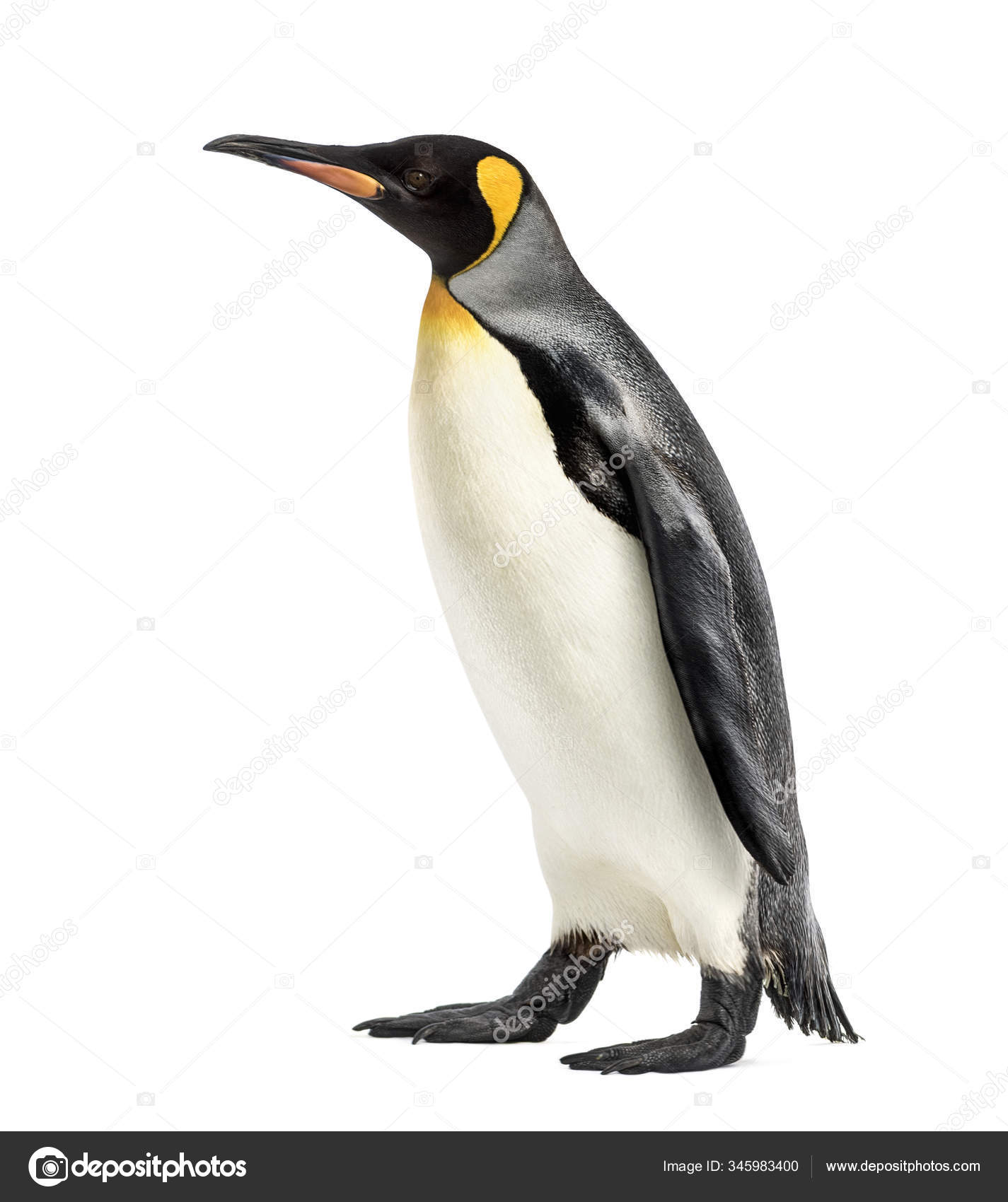 Side View King Penguin Walking Isolated White — Stock Photo ...