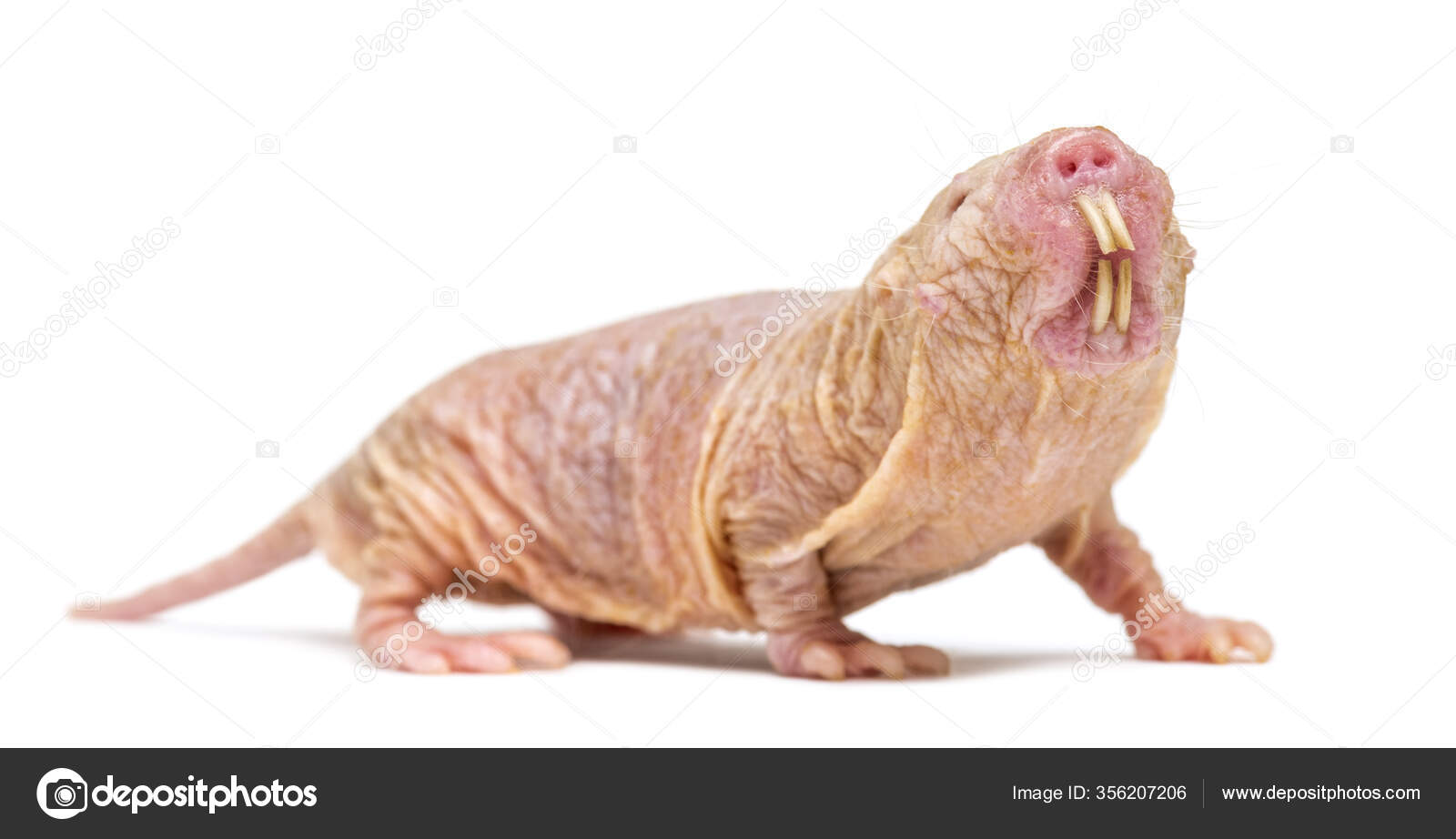 Rato Toupeira Rato Sem Pêlos Isolado Wihte fotos, imagens de ...