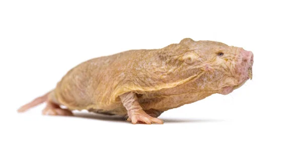 Naakte Molrat Haarloze Rat Geïsoleerd Wihte ⬇ Stockfoto, rechtenvrije ...