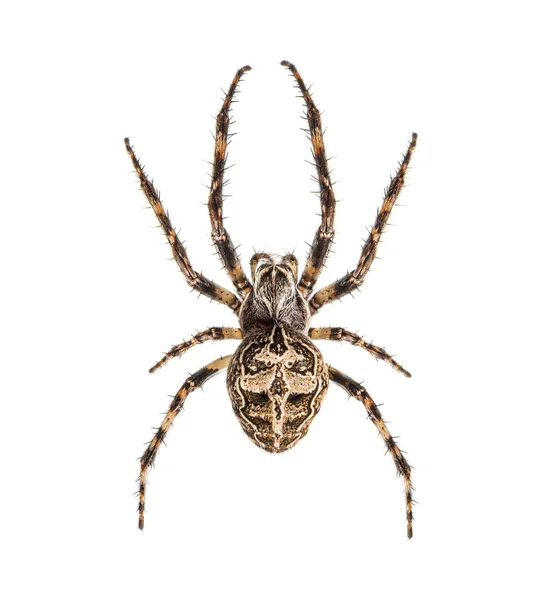 Spider top view Stock Photos, Royalty Free Spider top view Images ...