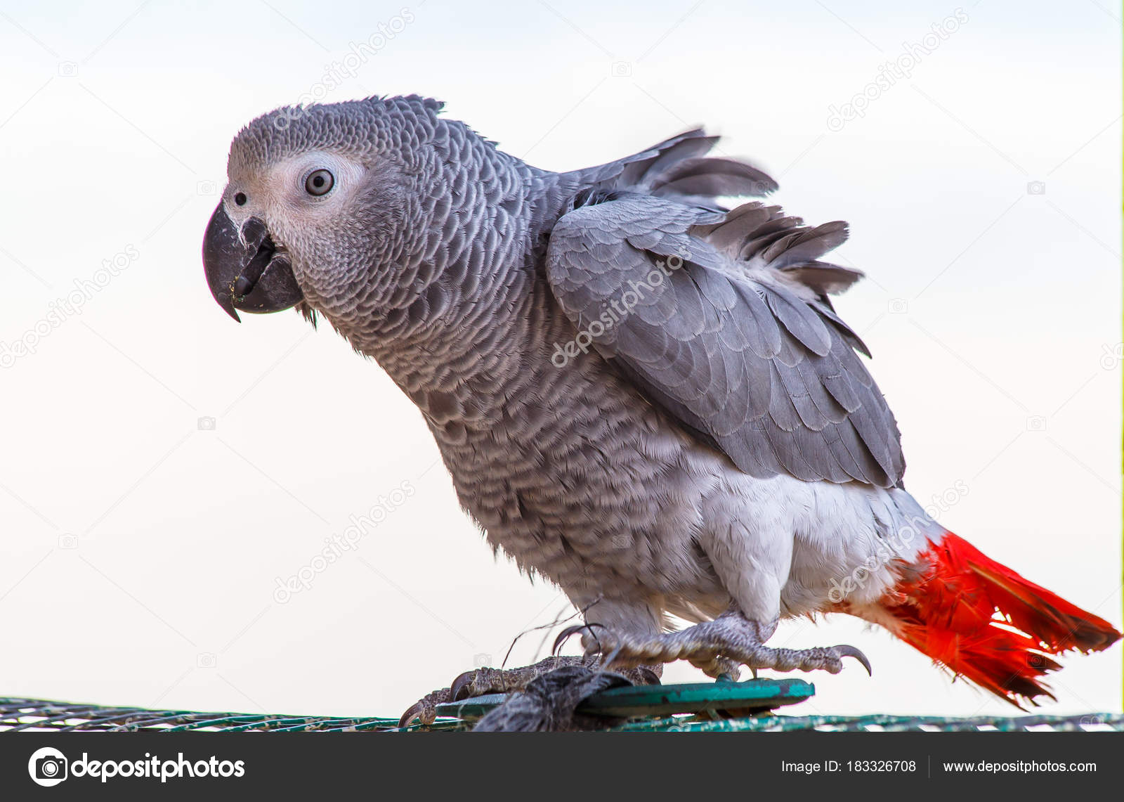 Hermoso loro Jaco sobre un fondo blanco — Foto de stock #183326708 ...