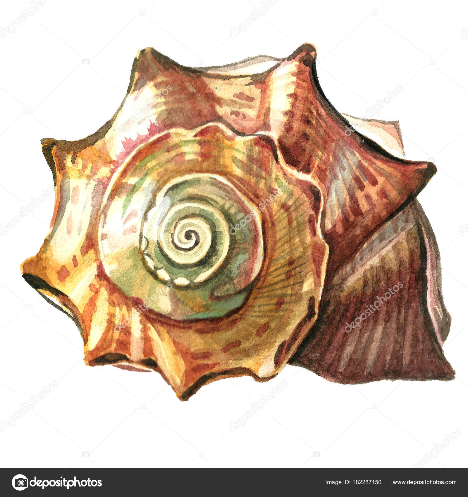 Shell Watercolor