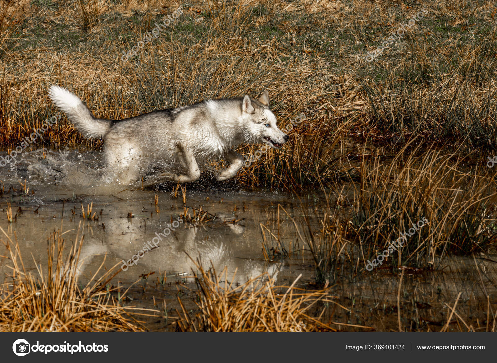 Husky And Wolf Side By Side