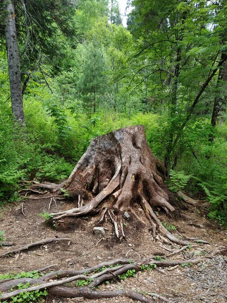 Stump of a large giant tree with beautiful large roots - photo old tree ...
