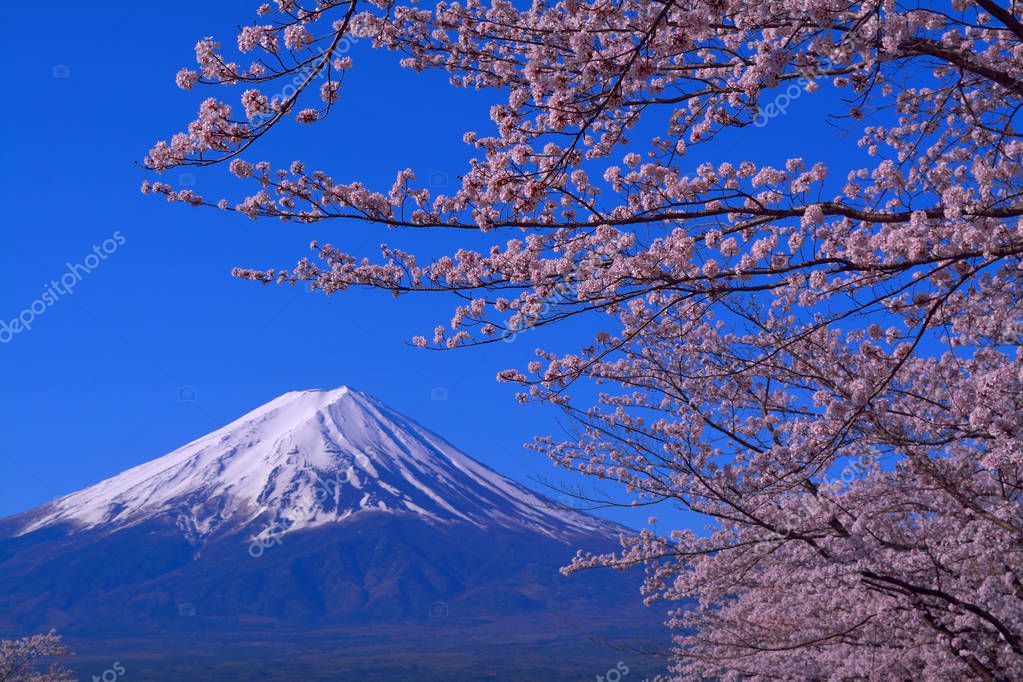 Monte Fuji y flores de cerezo con cielo azul de Fuji Kawaguchiko Town ...
