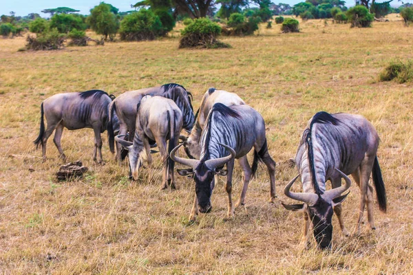Wildebeest gnu national park of kenya africa - Stock Image - Everypixel
