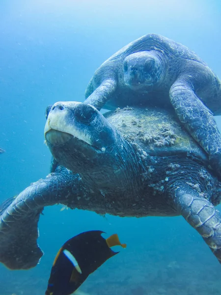 Sea turtle mating Stock Photos, Royalty Free Sea turtle mating Images ...