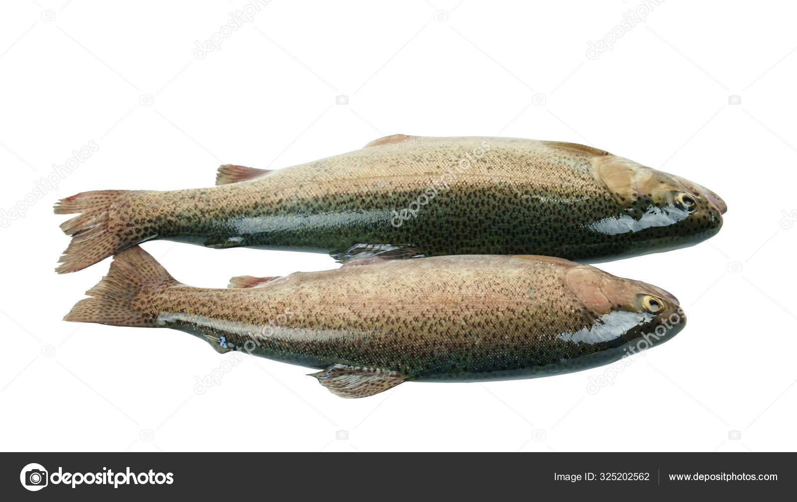 Two raw rainbow trout fish Stock Photo by ©naskami 325202562