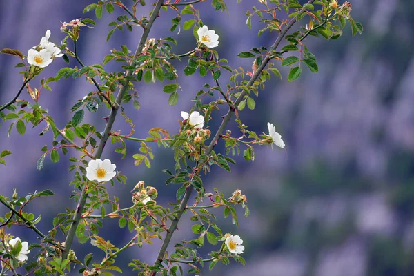 Mountain tree flower Stock fotók, Mountain tree flower Jogdíjmentes ...