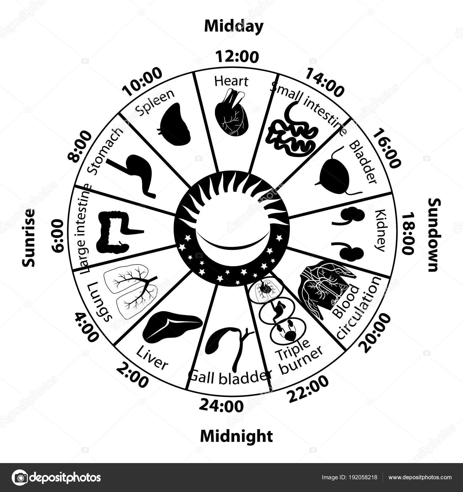 Daily Biorhythm of Internal Organs Stock Vector Image by ©Zanna26 ...