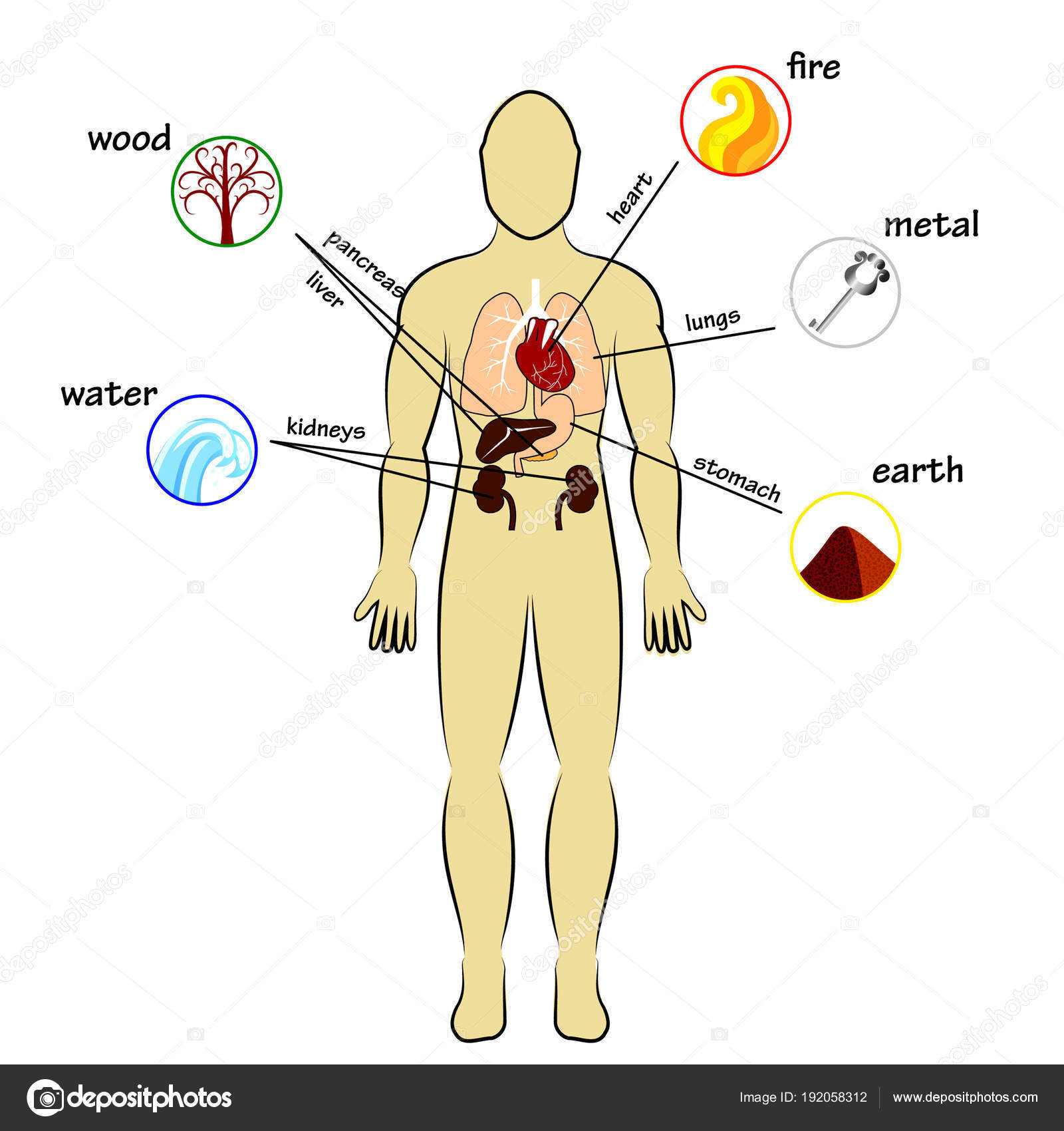 Five elements and human organs Stock Vector Image by ©Zanna26 #192058312