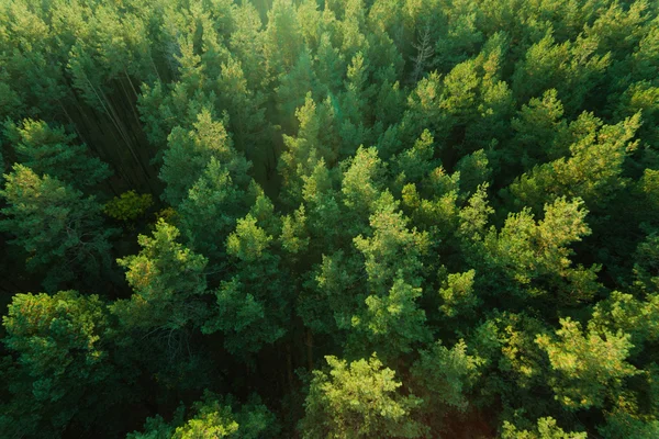 Forest top view Images - Search Images on Everypixel