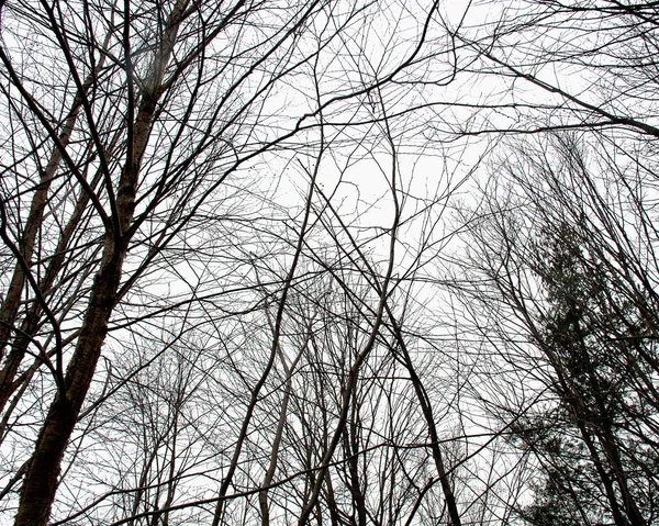 Tree line Stock Photos, Royalty Free Tree line Images | Depositphotos