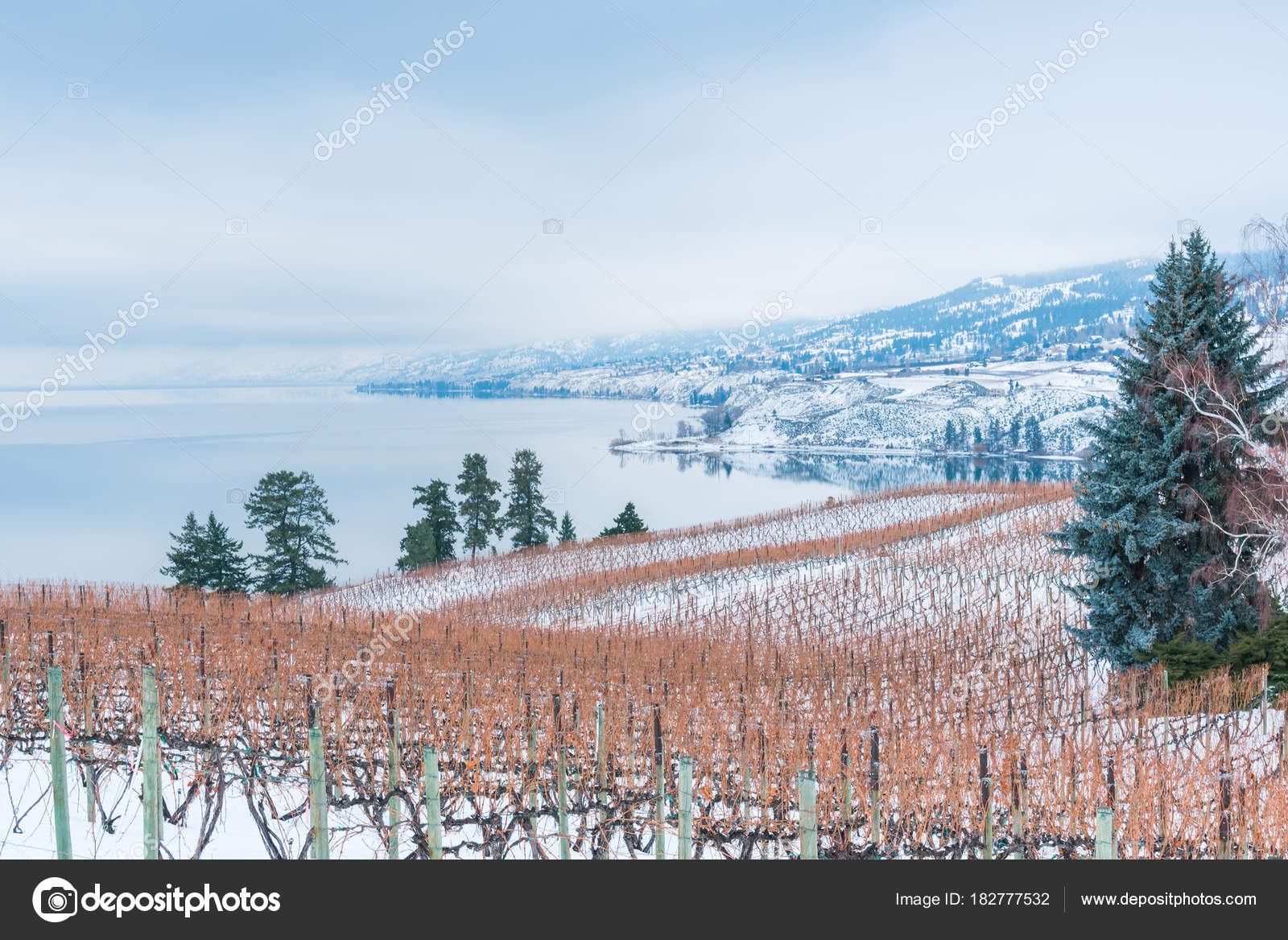 Rows Grapevines Snow Covered Vineyard Okanagan Lake Mountains Foggy ...