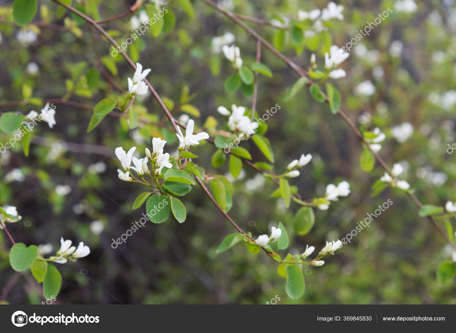 Wild Saskatoon Shrub Flowering Forest April — Stock Photo ...