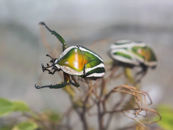 Beautiful beetles Stock Photos, Royalty Free Beautiful beetles Images ...