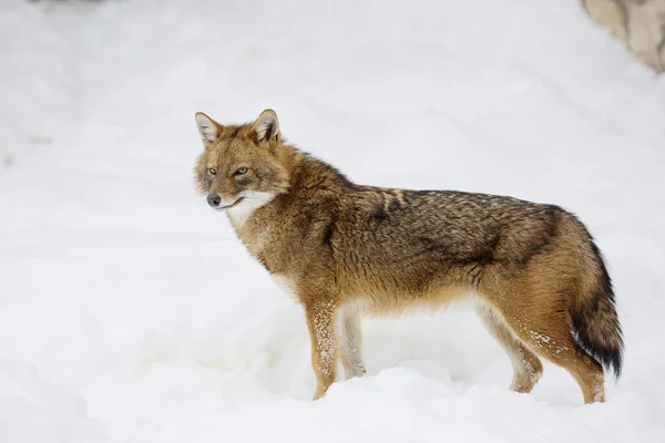 Jackal Jackals Differ Small Sizes Appearance Jackal Very Similar Gray ...