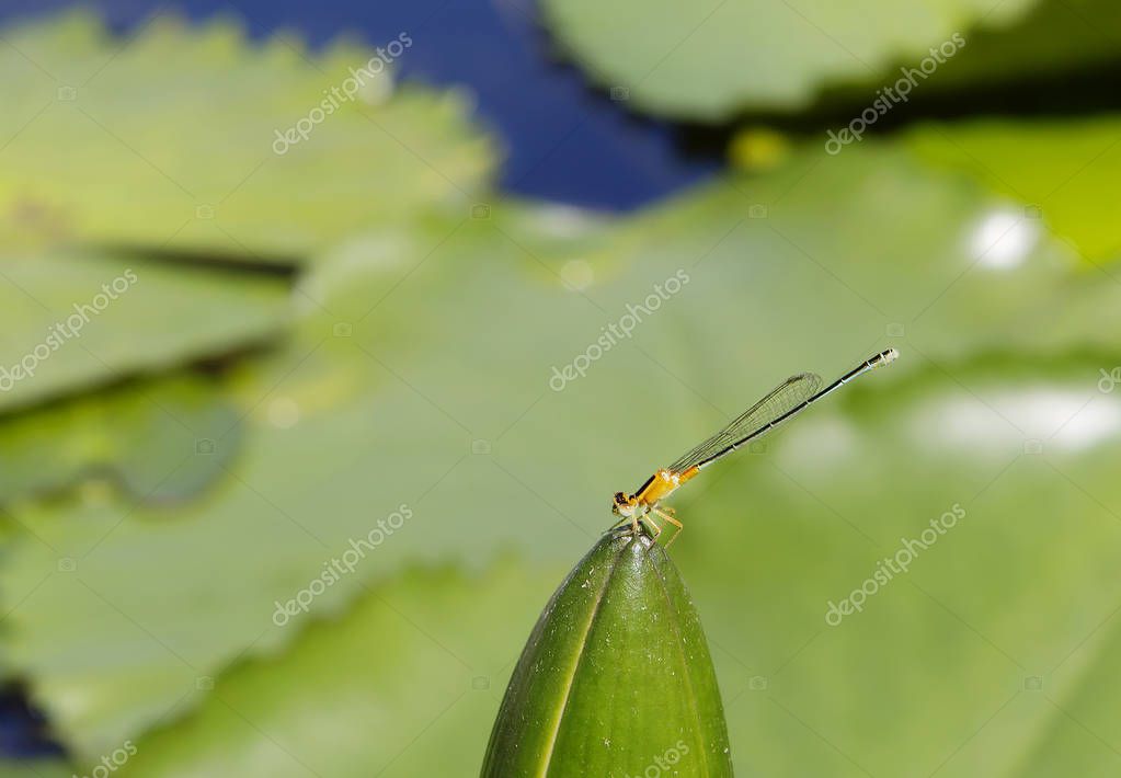 Libélula en un capullo de agua Lily. La flecha de libélula azul es una ...