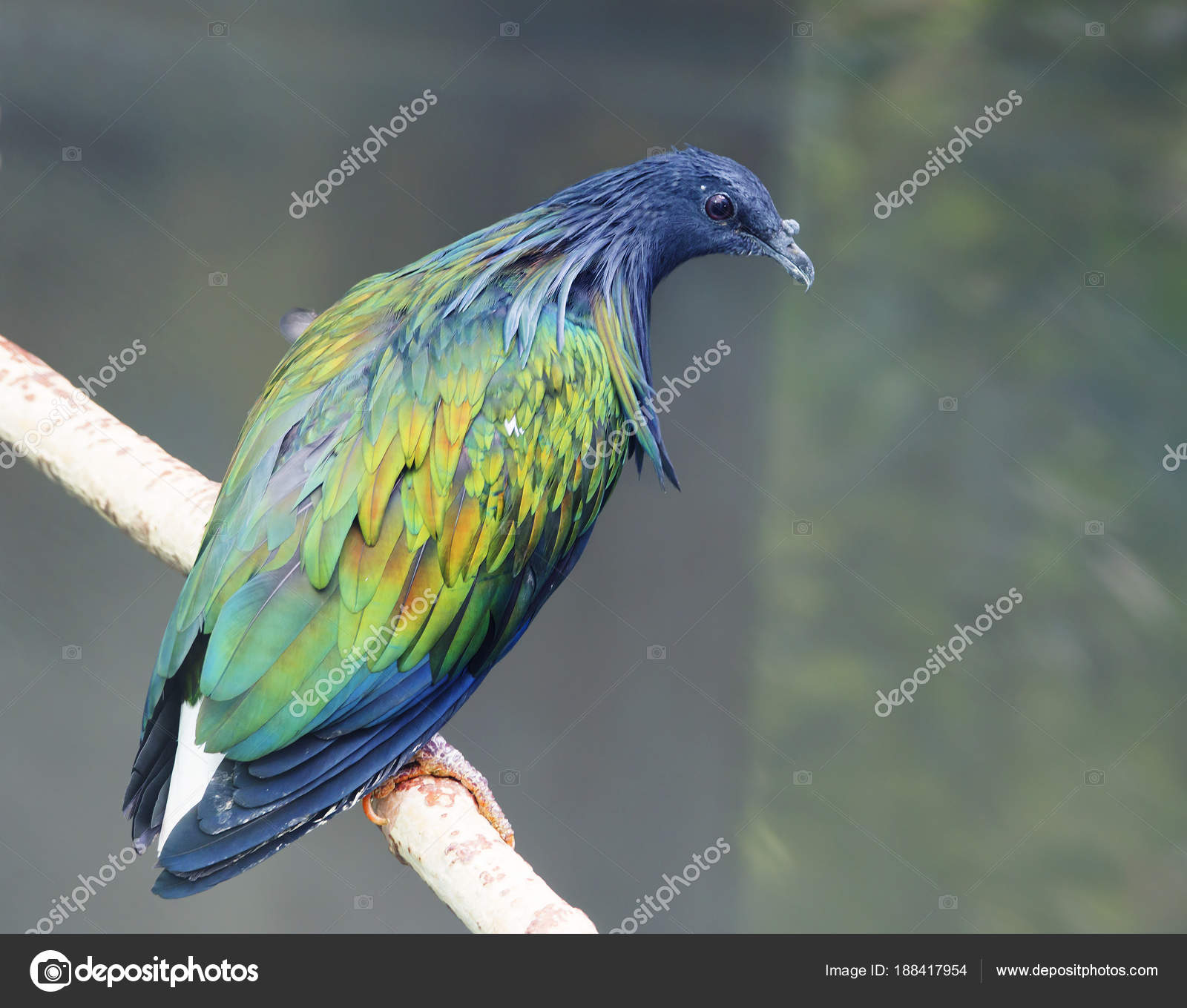 Nicobar Pigeon Flying