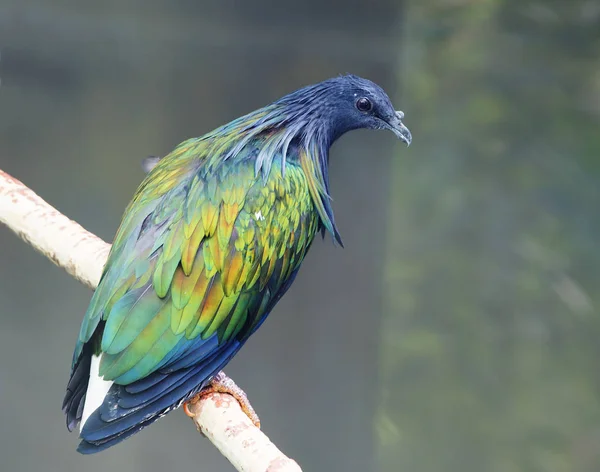 Terrestrial bird Stock Photos, Royalty Free Terrestrial bird Images ...