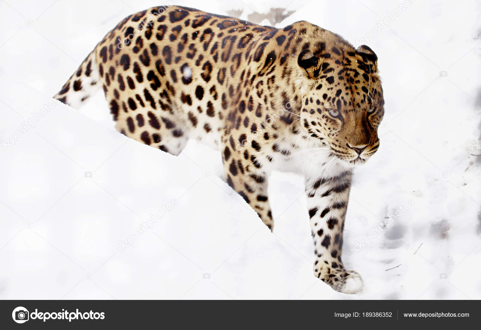 Amur Leopard Predatory Mammal Cat Family Unique Species Threatened ...